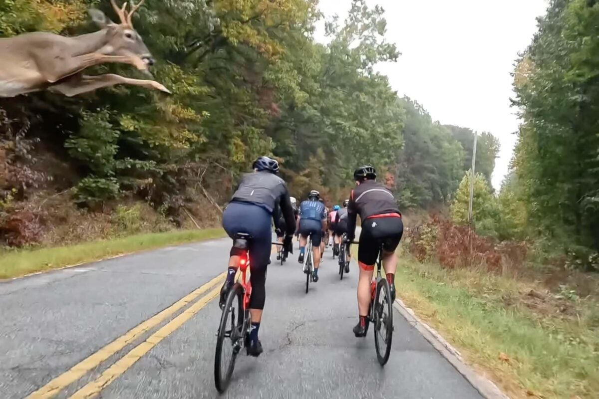 Watch This Flying Deer Nearly Deerail a Group Ride - Velo
