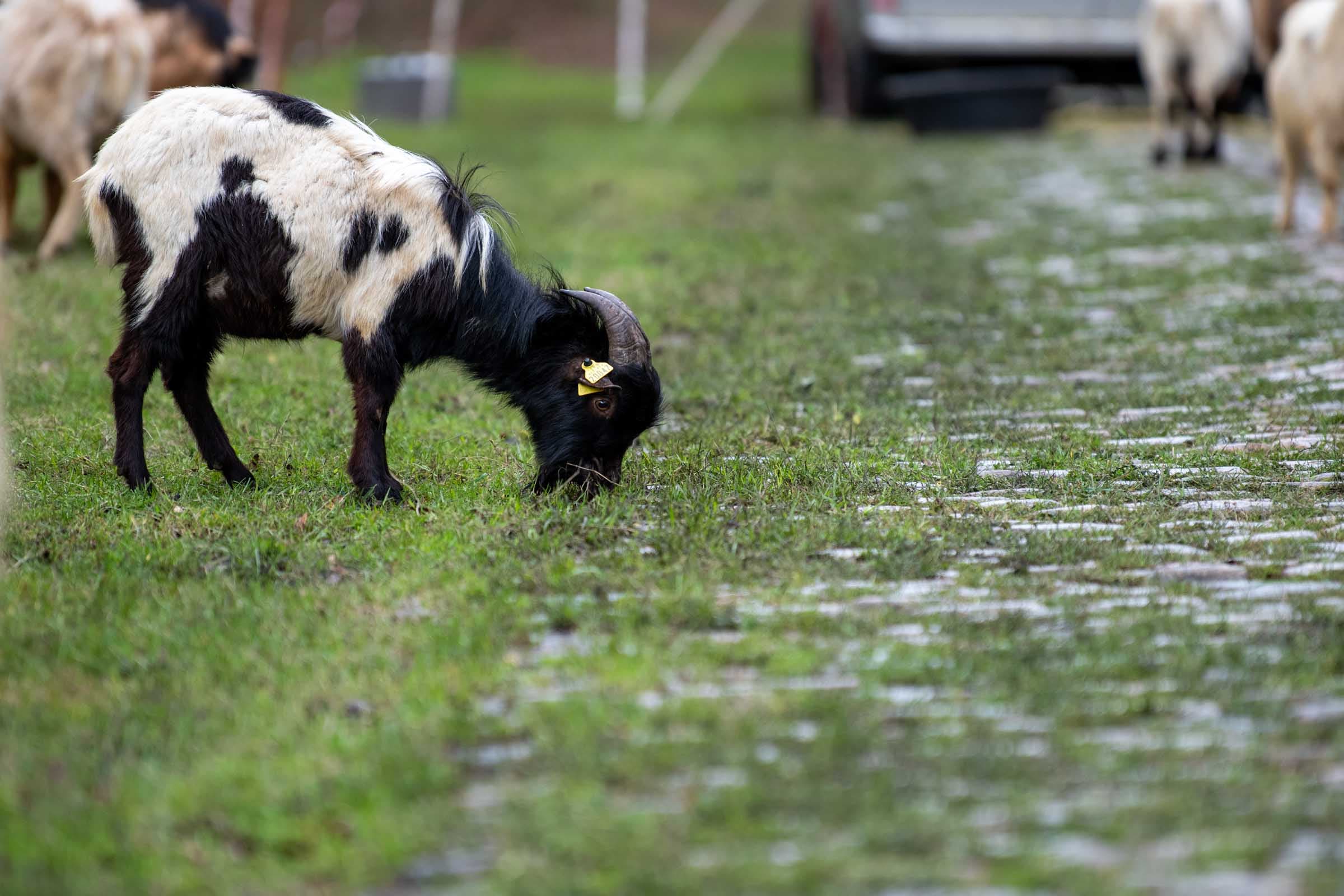 Goats are Cleaning Up the Paris-Roubaix Cobblestones