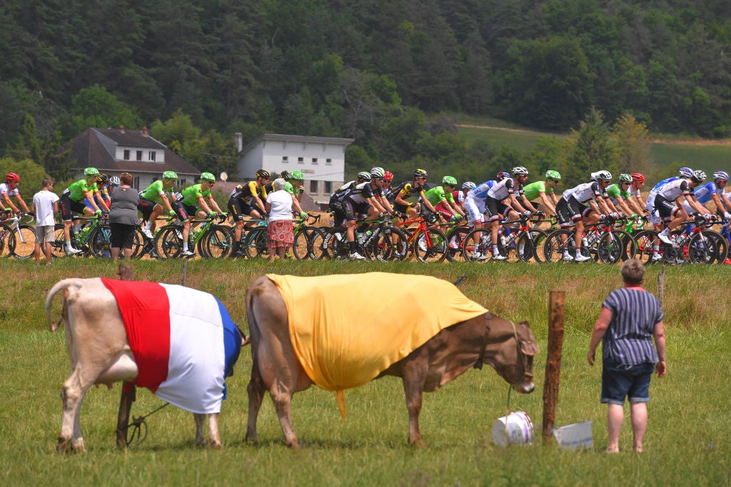 Tour de France stage 19 shortened because of infected cattle